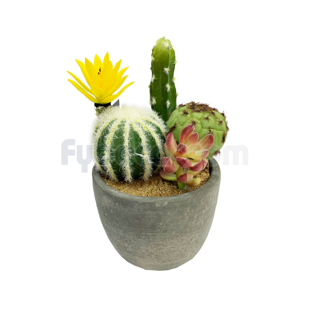 Cactus Con Maceta Decorativa 19 Cm Unidad | Fybeca